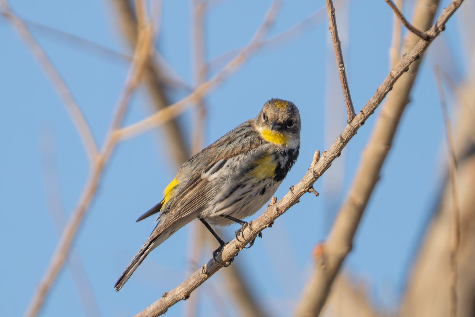 New World Warblers – Wildlife & Astronomy Collection